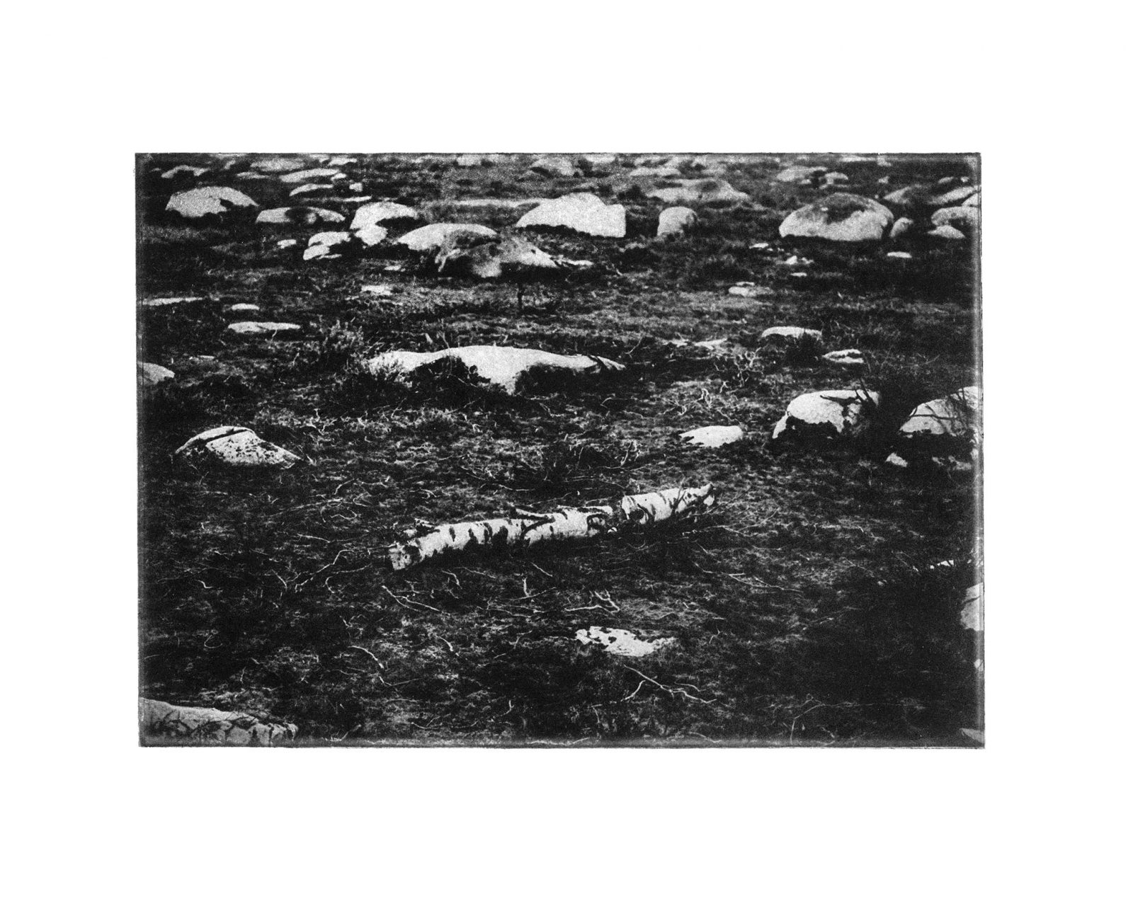 SELVA OSCURA - ROMAIN REDLER - Photography