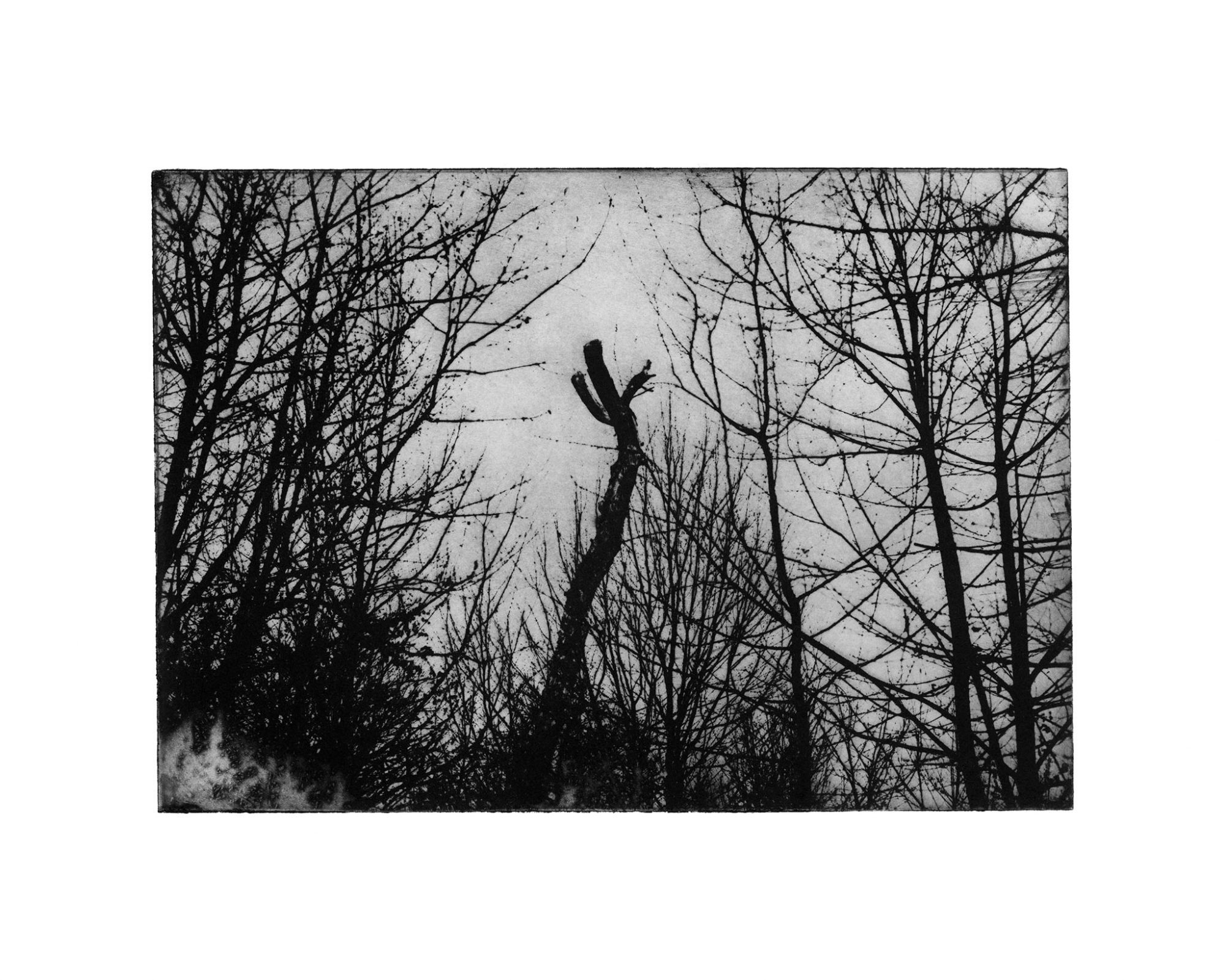 SELVA OSCURA - ROMAIN REDLER - Photography